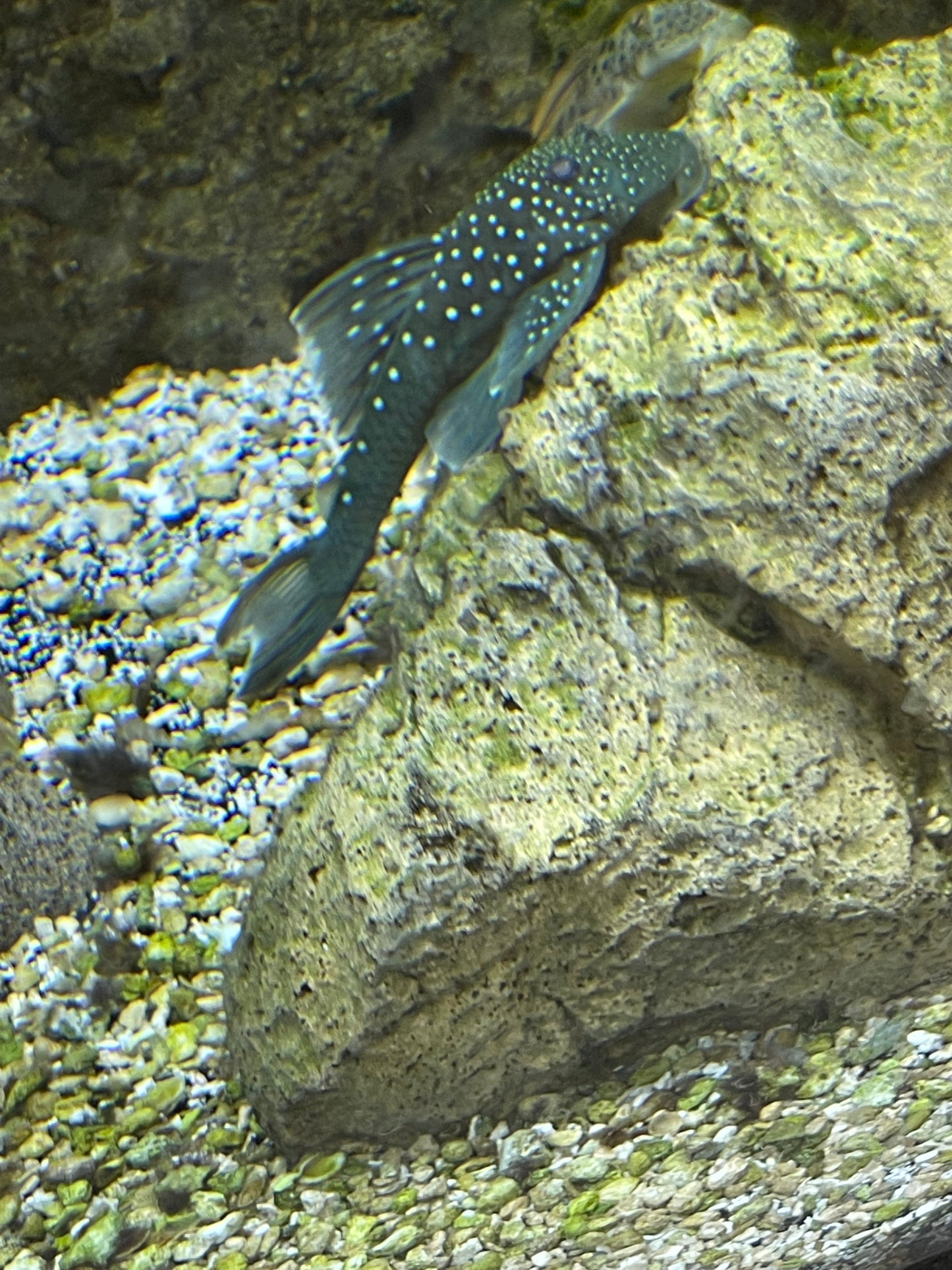 Blue Phantom Pleco